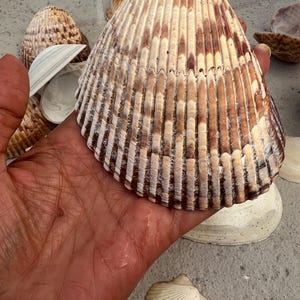 Sea Shells Assorted Sizes and Types Cockle Shells - Etsy
