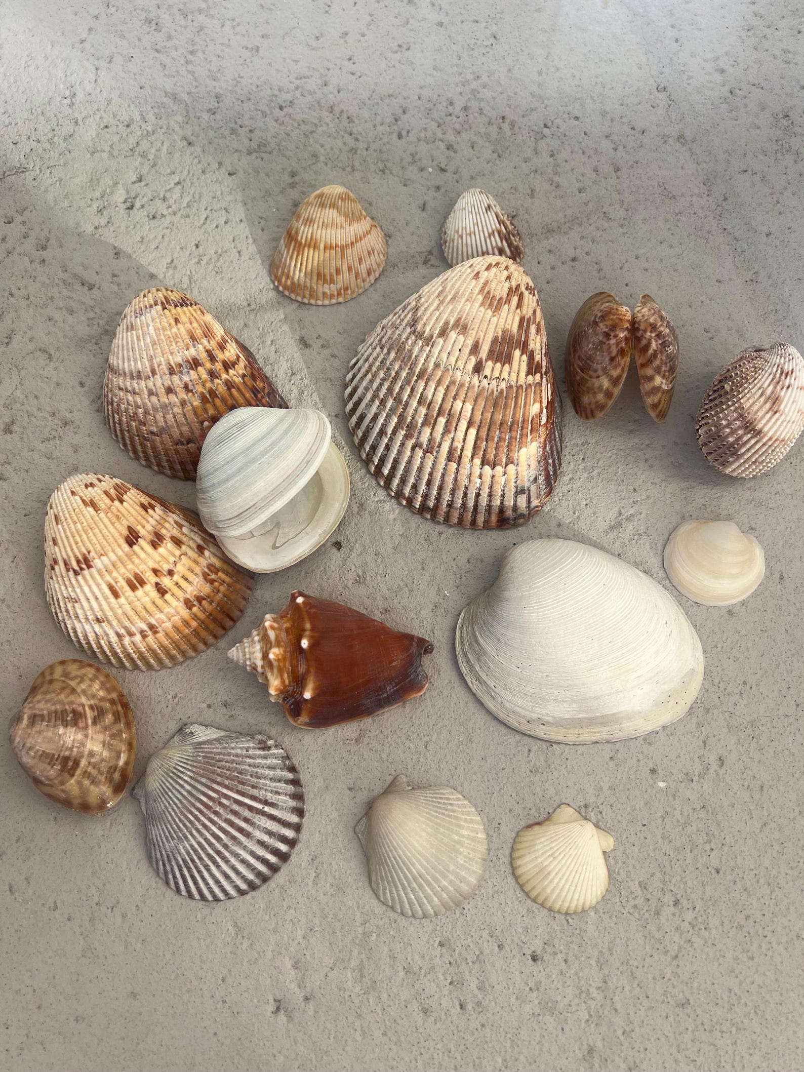 Sea Shells Assorted Sizes and Types Cockle Shells - Etsy