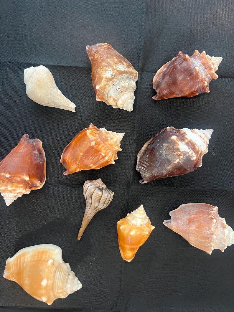 Sea Shells Assorted Sizes and Types Cockle Shells 10 Pieces 2 to 3 Inch ...