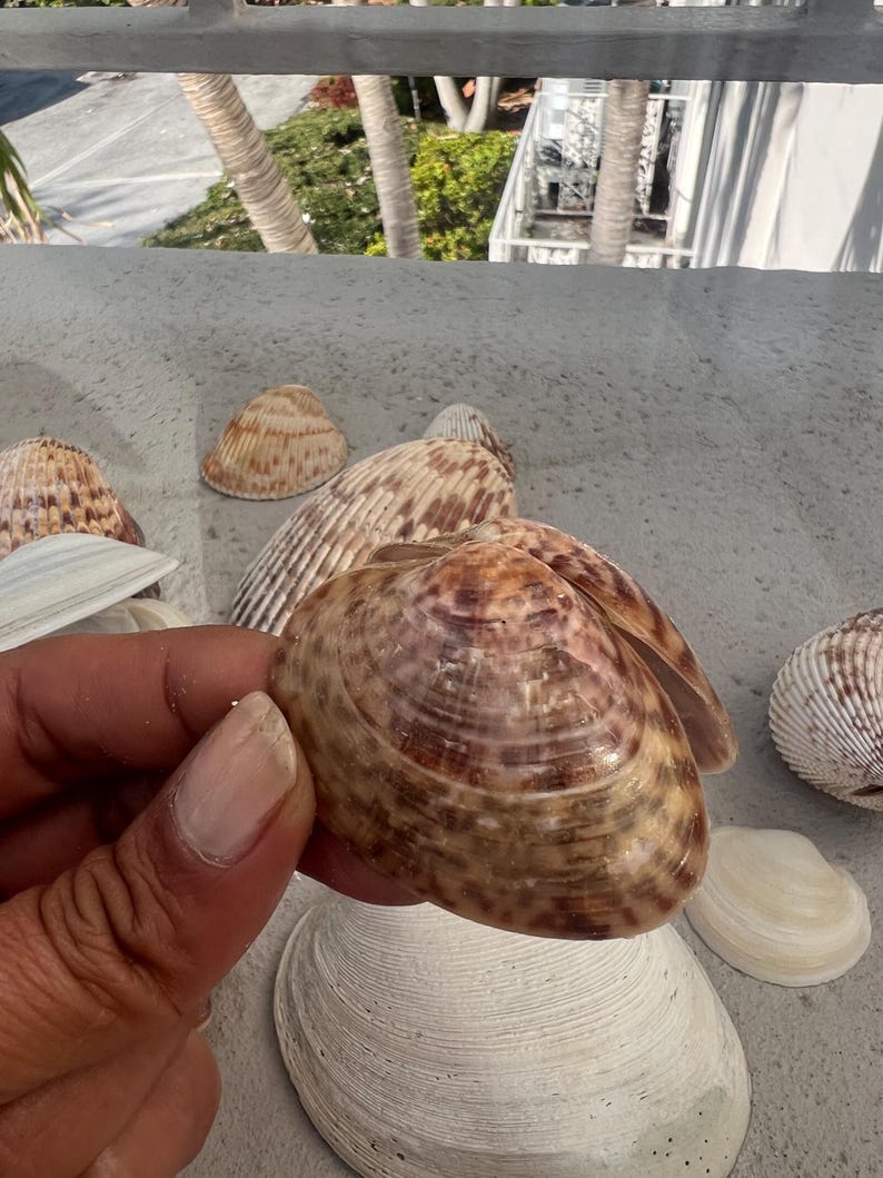 Sea Shells Assorted Sizes and Types Cockle Shells - Etsy