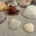 Sea Shells Assorted Sizes and Types Cockle Shells - Etsy