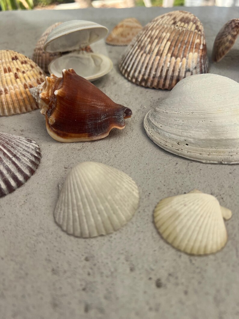 Sea Shells Assorted Sizes and Types Cockle Shells - Etsy