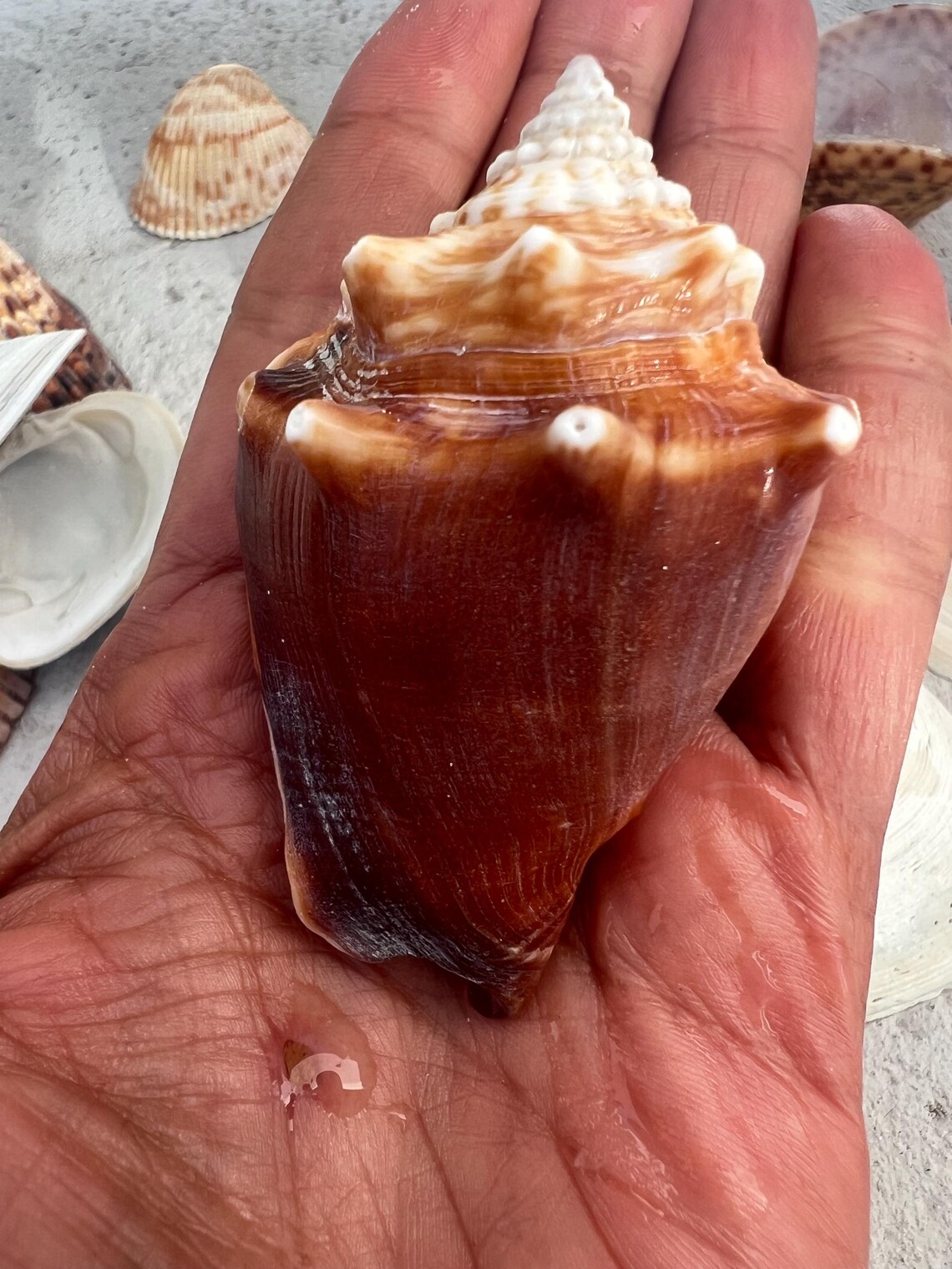 Sea Shells Assorted Sizes and Types Cockle Shells - Etsy