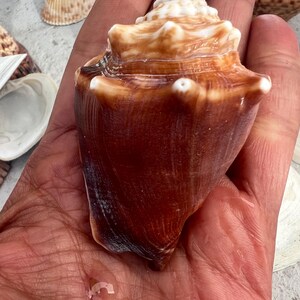 Sea Shells Assorted Sizes and Types Cockle Shells - Etsy