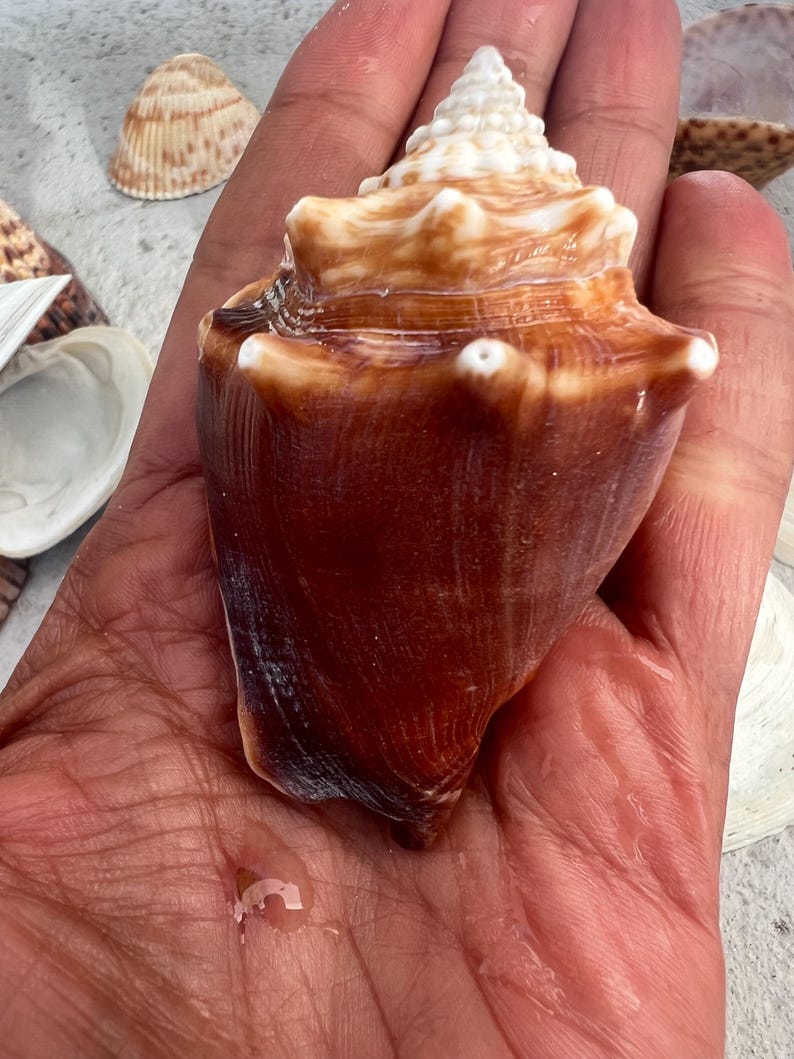 Sea Shells Assorted Sizes and Types Cockle Shells - Etsy