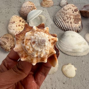 Sea Shells Assorted Sizes and Types Cockle Shells - Etsy