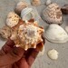 Sea Shells Assorted Sizes and Types Cockle Shells - Etsy