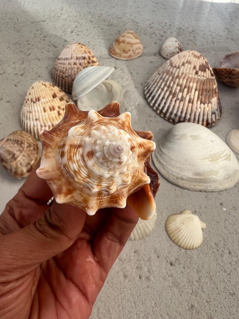 Sea Shells Assorted Sizes and Types Cockle Shells - Etsy