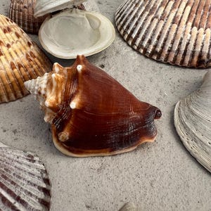 Sea Shells Assorted Sizes and Types Cockle Shells - Etsy