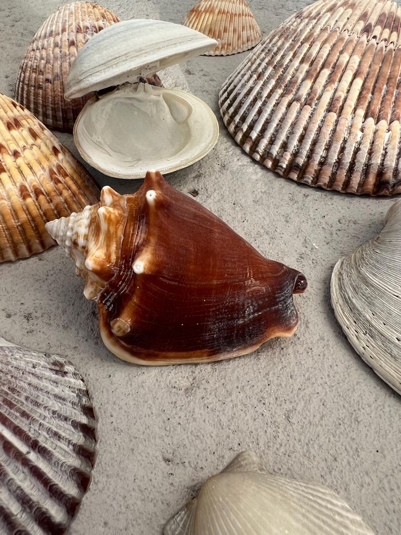 Sea Shells Assorted Sizes and Types Cockle Shells - Etsy