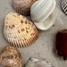 Sea Shells Assorted Sizes and Types Cockle Shells - Etsy