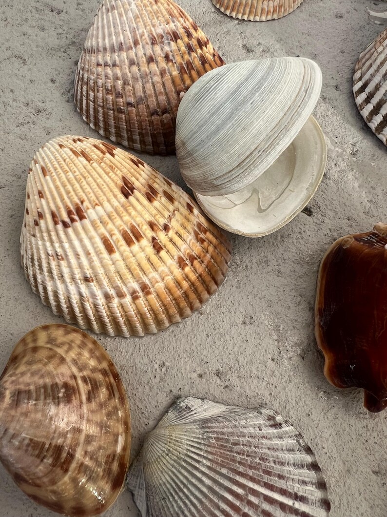 Sea Shells Assorted Sizes and Types Cockle Shells - Etsy