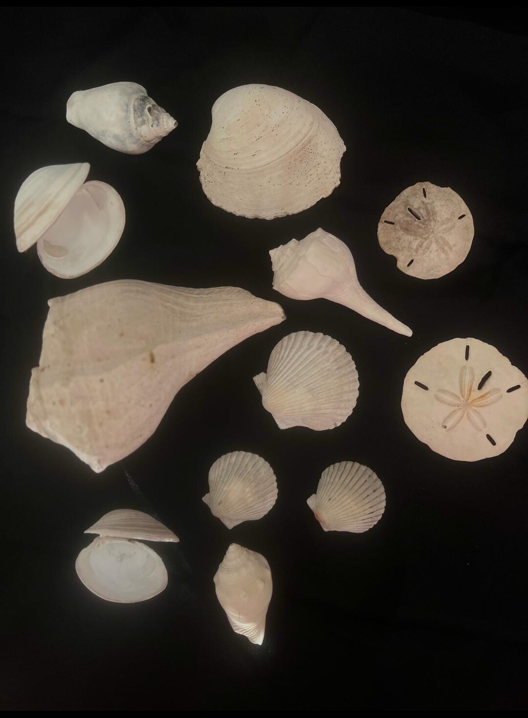 Sea Shells Assorted Sizes and Types Sea Shells 12 Pieces Perfect for ...