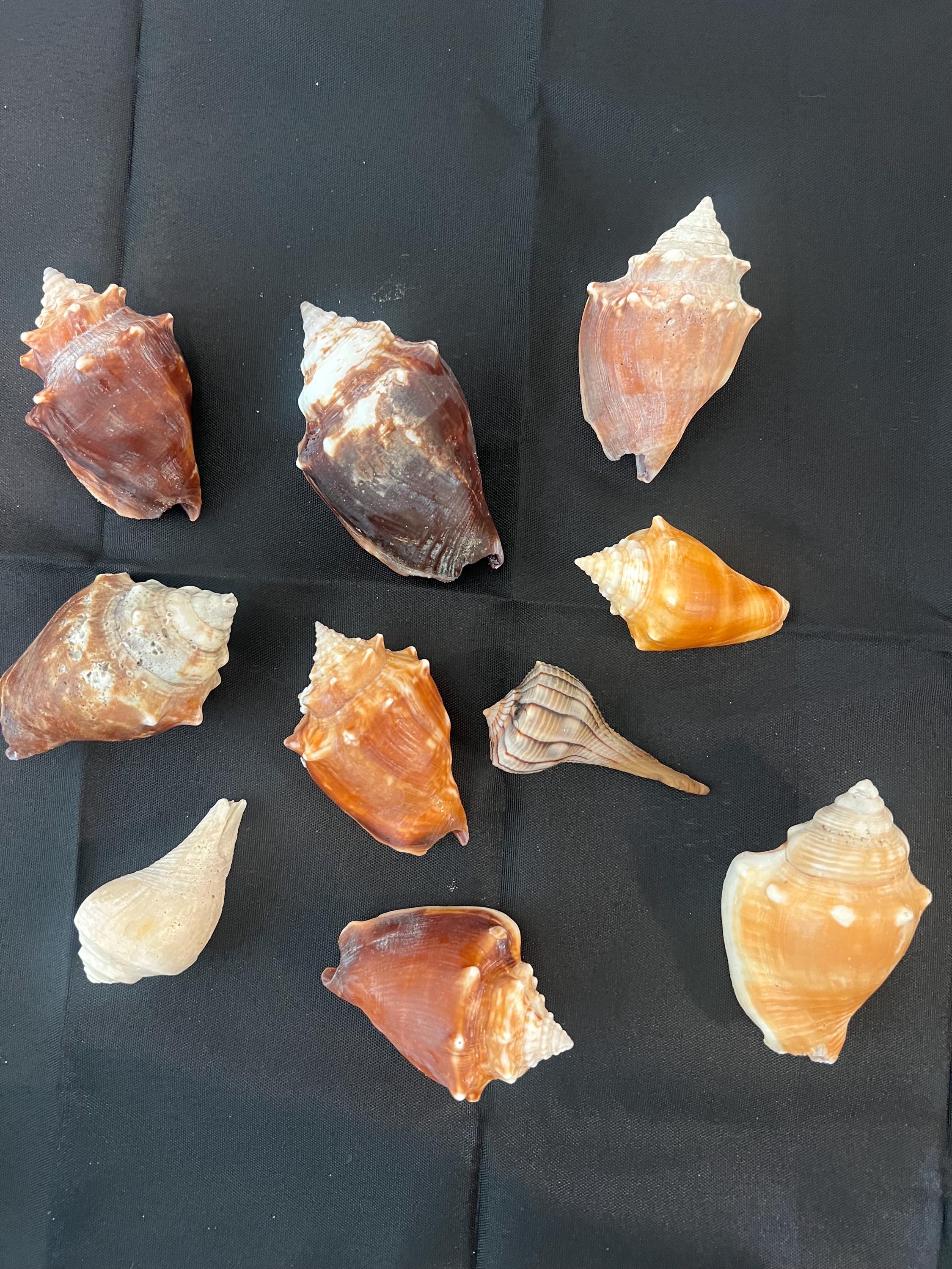 Sea Shells Assorted Sizes and Types Cockle Shells 10 Pieces 2 to 3 Inch ...