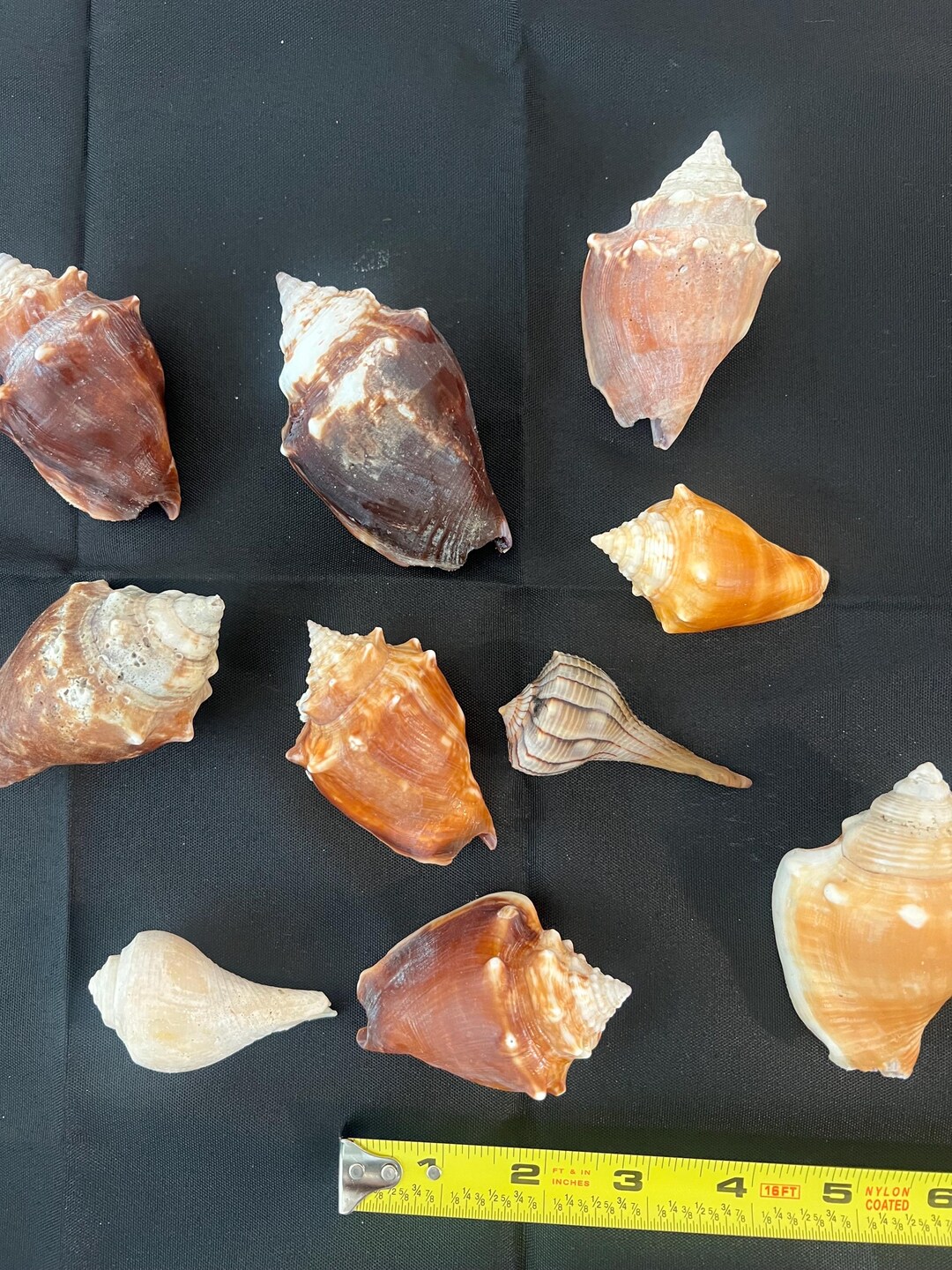 Sea Shells Assorted Sizes and Types Cockle Shells 10 Pieces 2 to 3 Inch ...