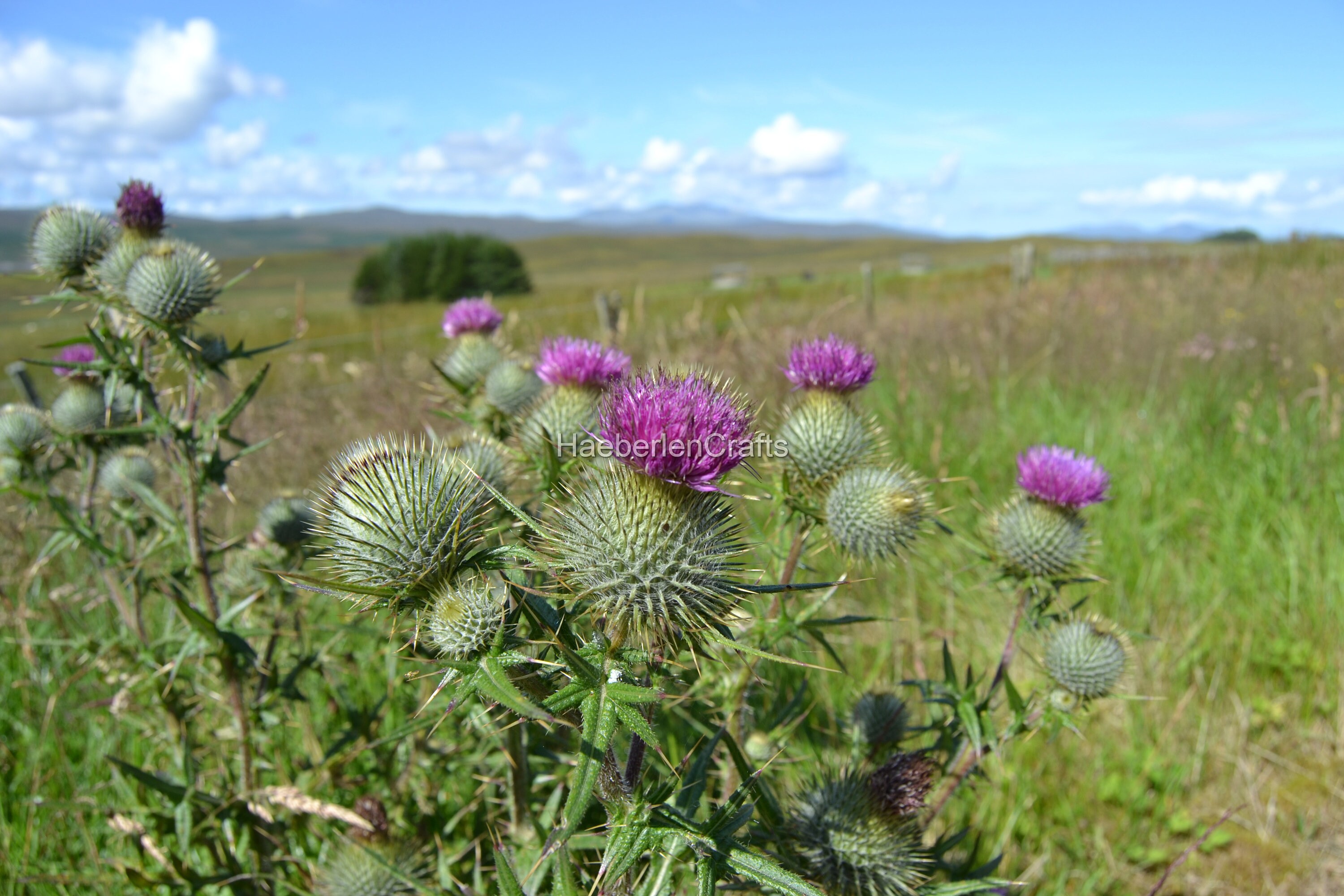 Scottish Thistle Landscape - Etsy