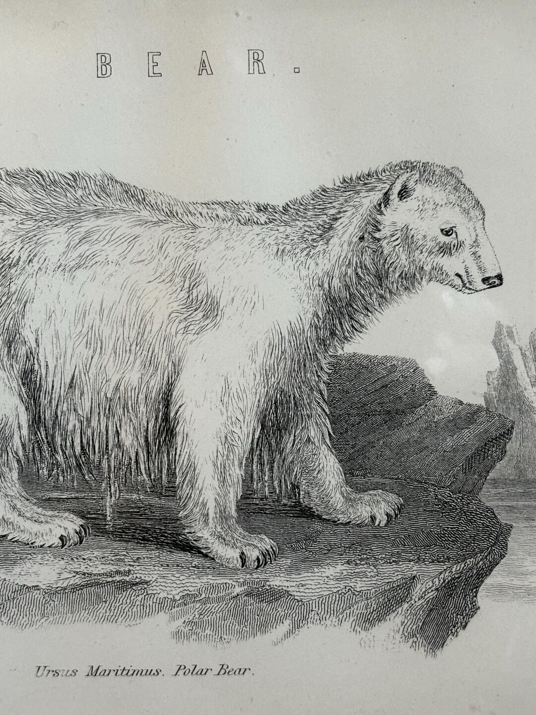 Antique Unframed but Card Mounted Victorian Polar Bear Print 1881. - Etsy