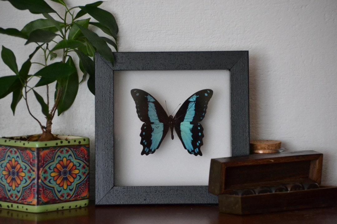 Frame With Papilio Bromius - Etsy