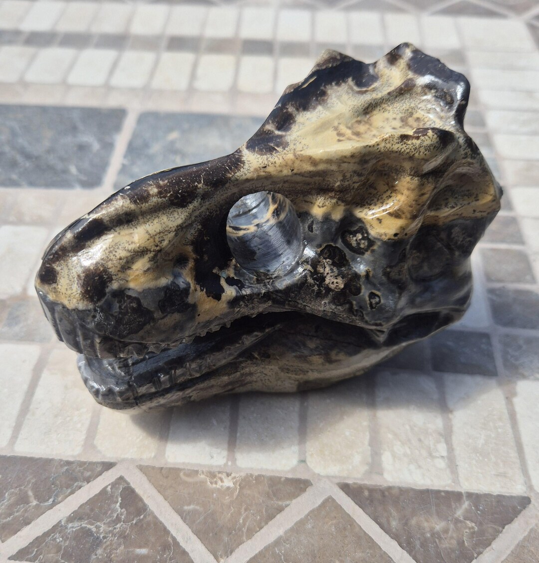 Picture Jasper T-rex Skull - Etsy