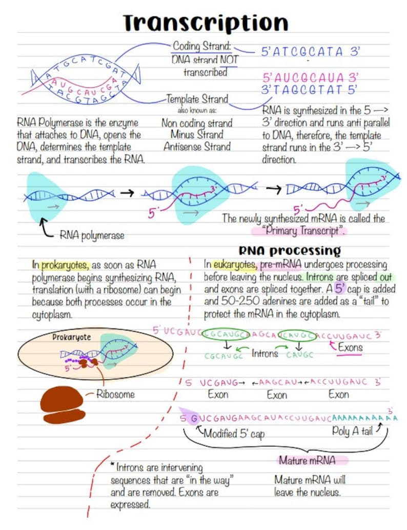 Protein Synthesis Notes (transcription and Translation) - Etsy