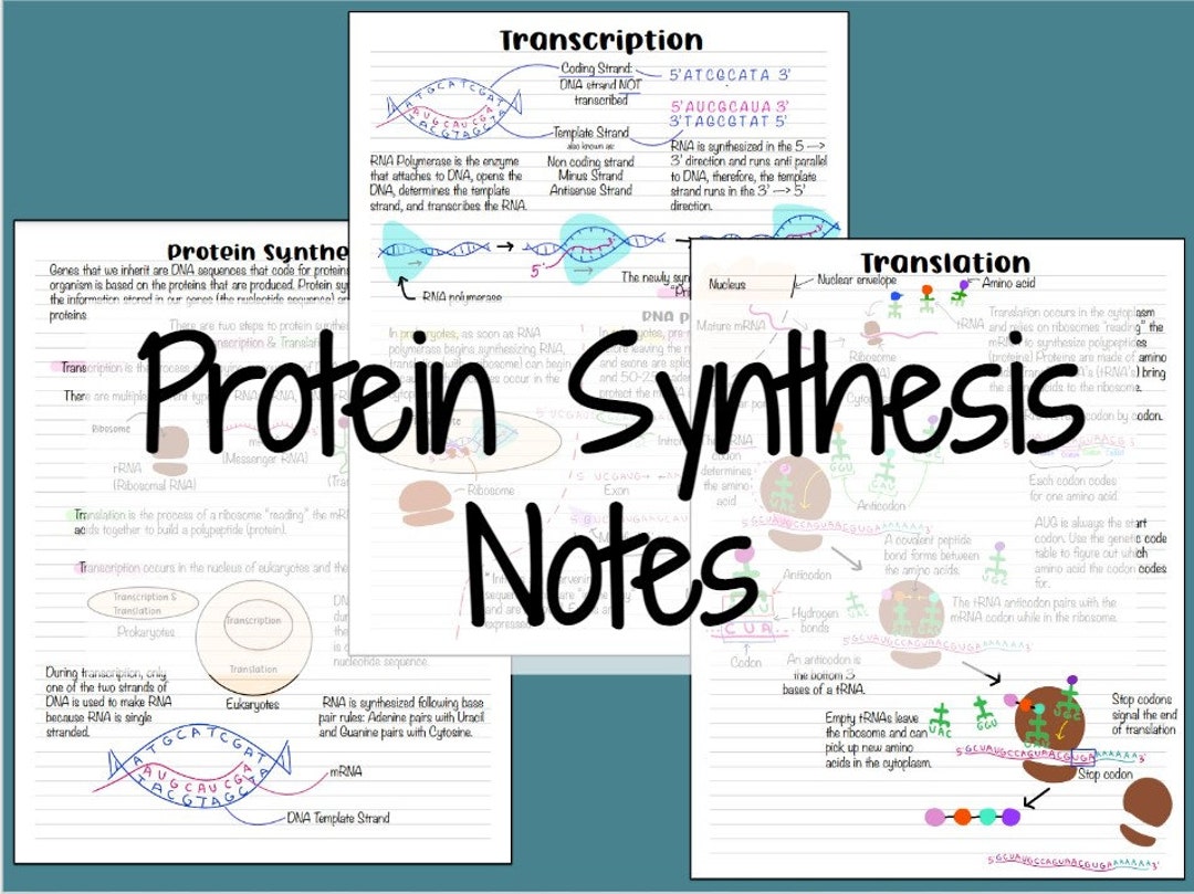 Protein Synthesis Notes (transcription and Translation) - Etsy