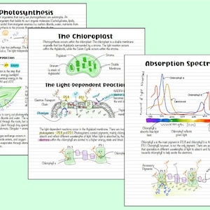 AP Biology Photosynthesis Notes - Etsy
