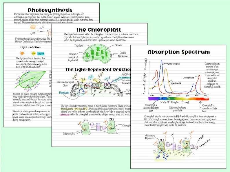 AP Biology Photosynthesis Notes - Etsy