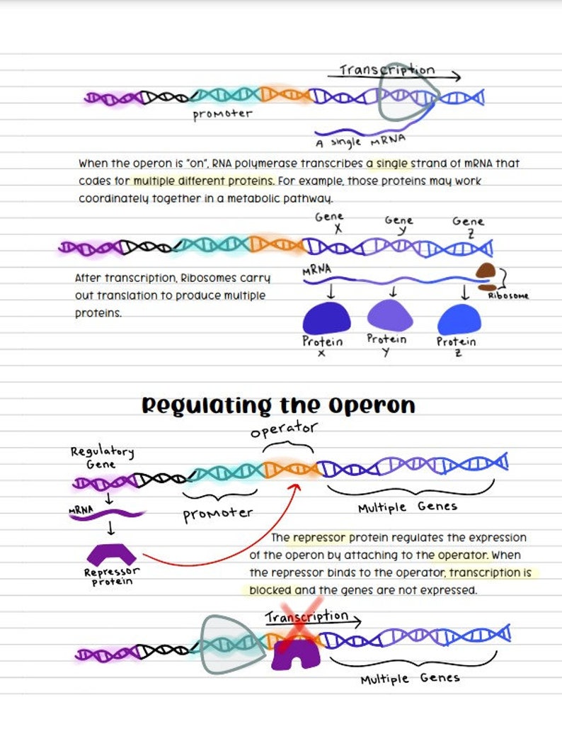 AP Biology Notes Operons (prokaryote Gene Regulation/expression) - Etsy