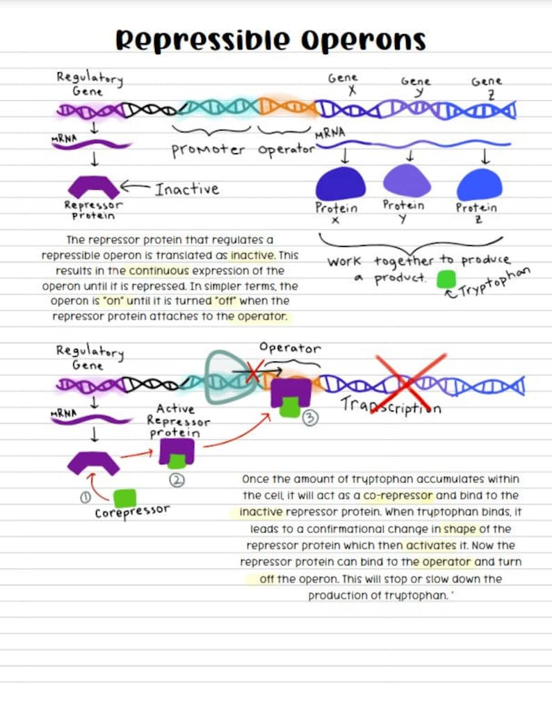 AP Biology Notes Operons (prokaryote Gene Regulation/expression) - Etsy