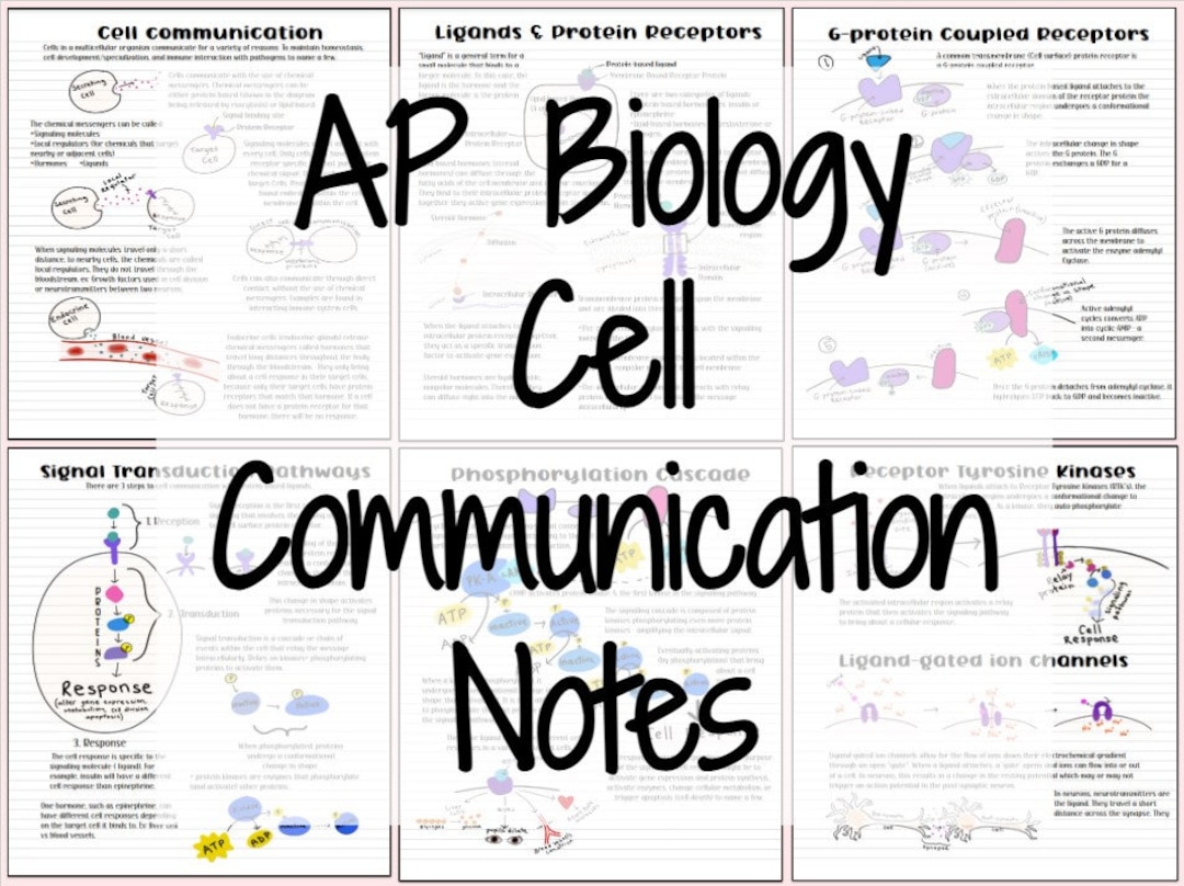 AP Biology Cell Communication Notes (signal Transduction Pathways) - Etsy