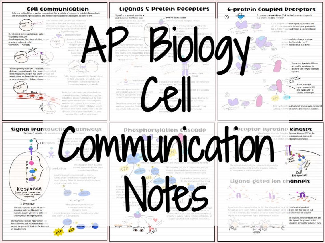 AP Biology Cell Communication Notes (signal Transduction Pathways) - Etsy