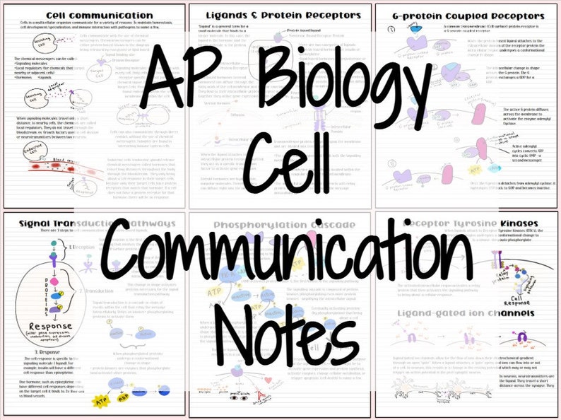 AP Biology Cell Communication Notes (signal Transduction Pathways) - Etsy