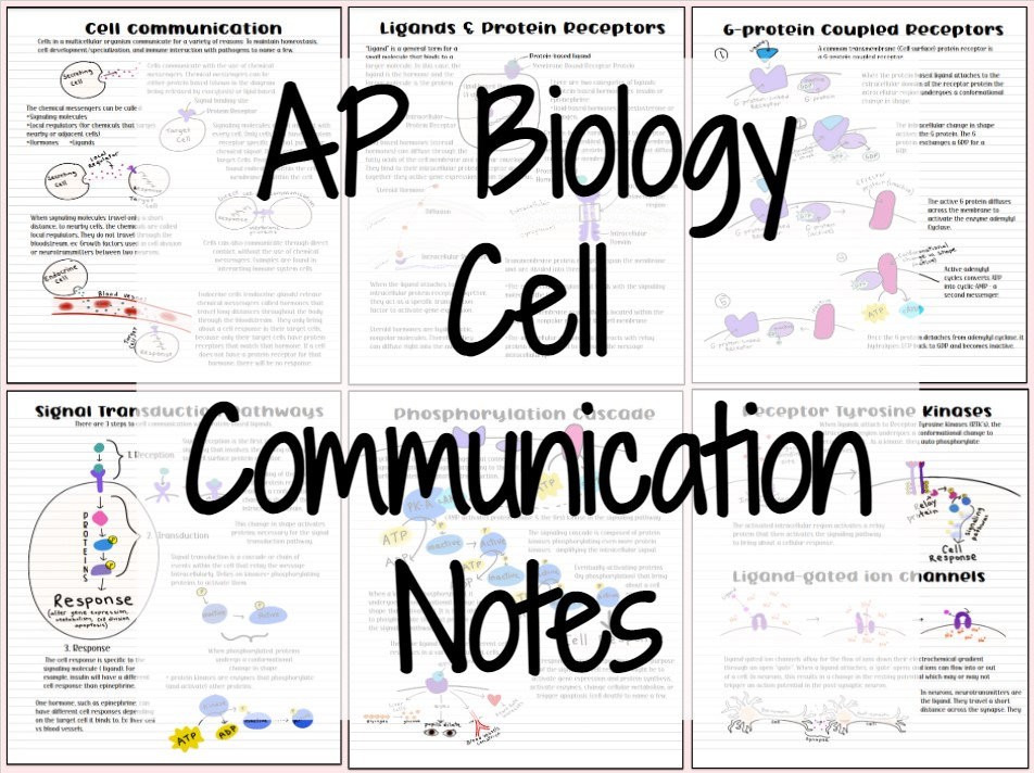 AP Biology Cell Communication Notes (signal Transduction Pathways) - Etsy