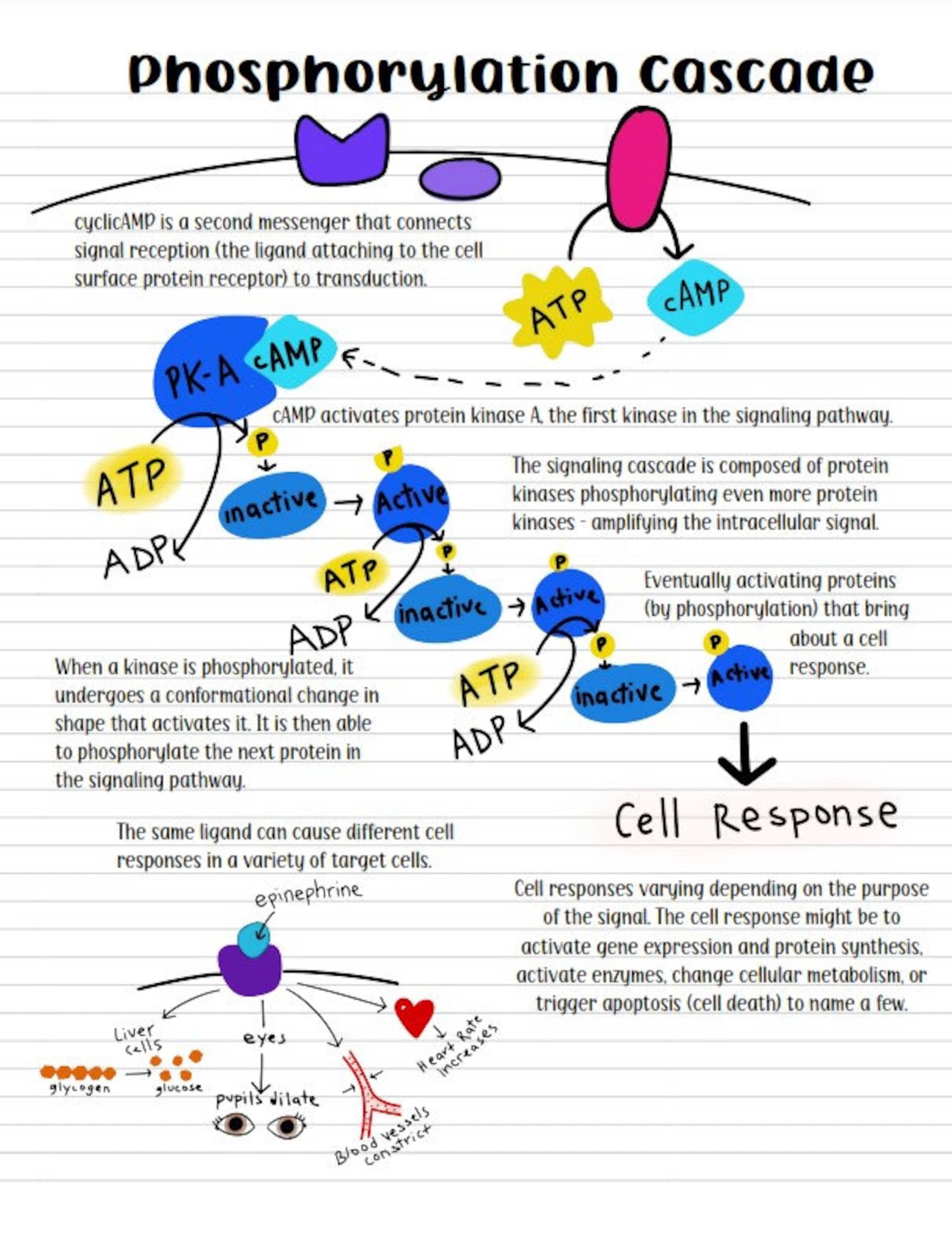 AP Biology Cell Communication Notes (signal Transduction Pathways) - Etsy