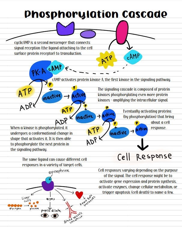 AP Biology Cell Communication Notes (signal Transduction Pathways) - Etsy