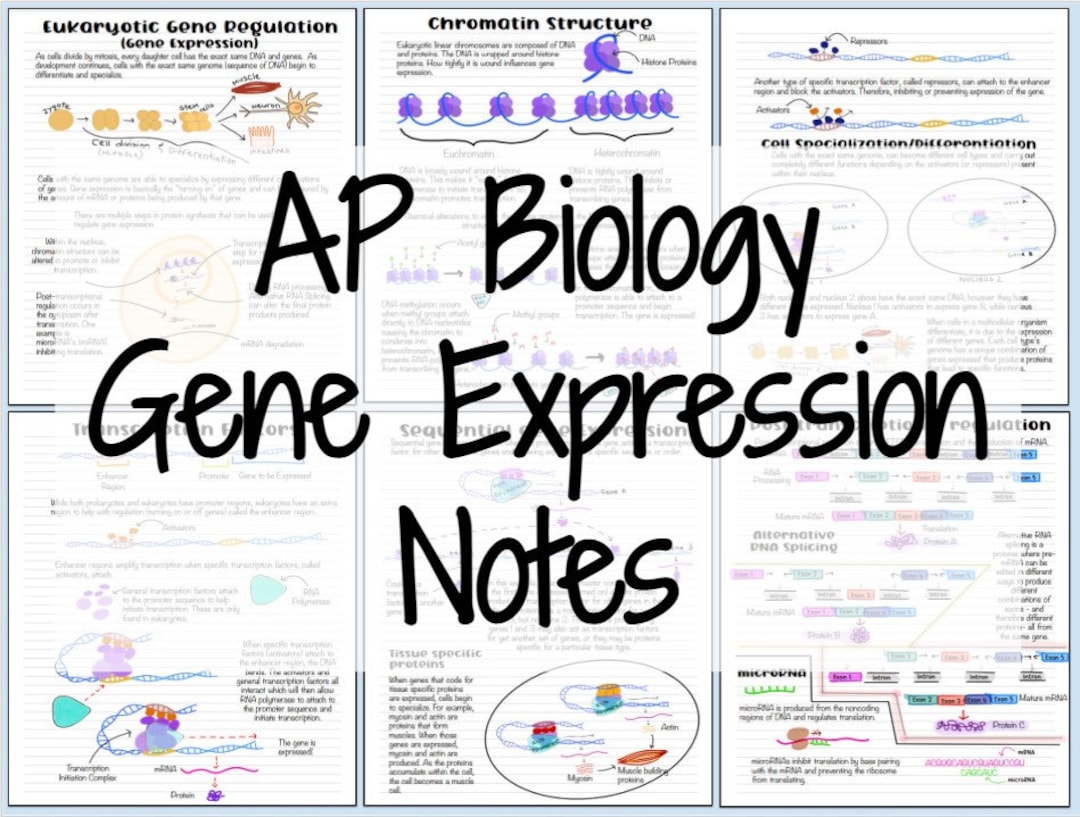 AP Biology Eukaryotic Gene Expression Notes - Etsy