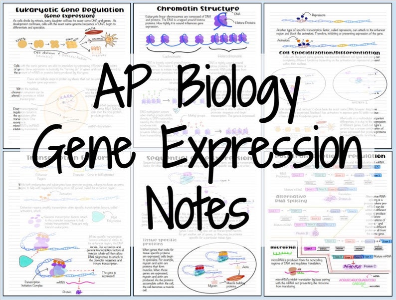 AP Biology Eukaryotic Gene Expression Notes - Etsy