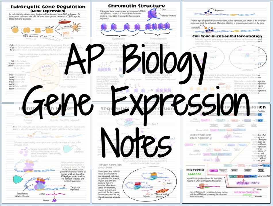AP Biology Eukaryotic Gene Expression Notes - Etsy