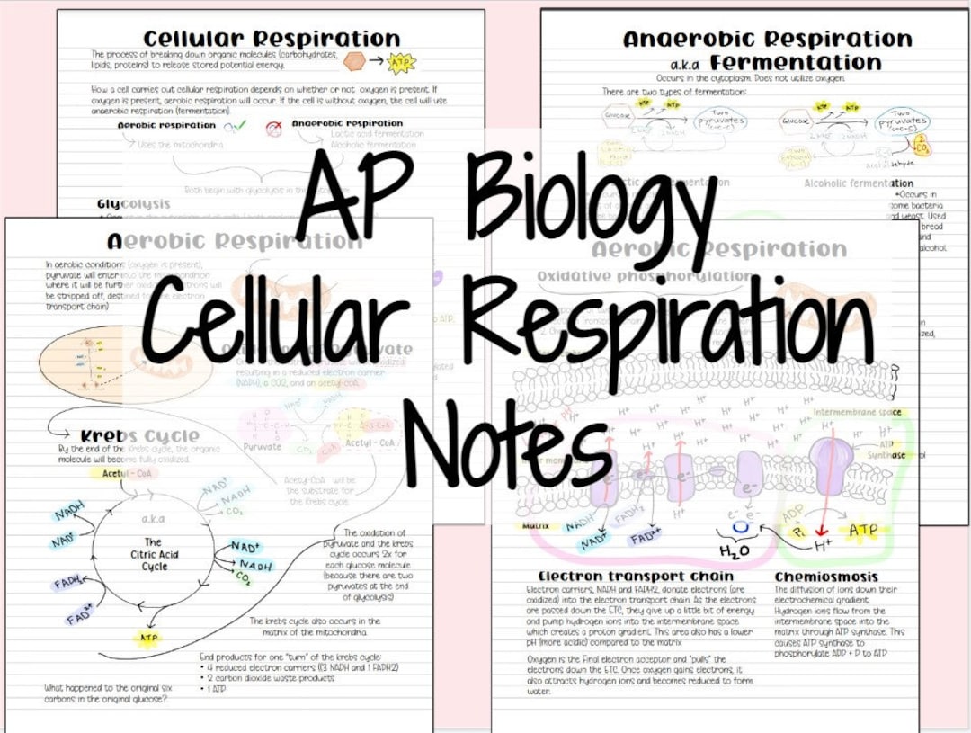 AP Biology Cellular Respiration Notes (aerobic & Anaerobic Respiration ...