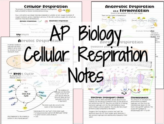Ap Biology Cellular Respiration Worksheet Pdf Looking For An