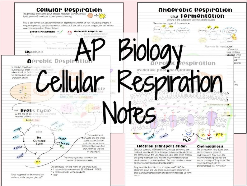 AP Biology Cellular Respiration Notes (aerobic & Anaerobic Respiration ...