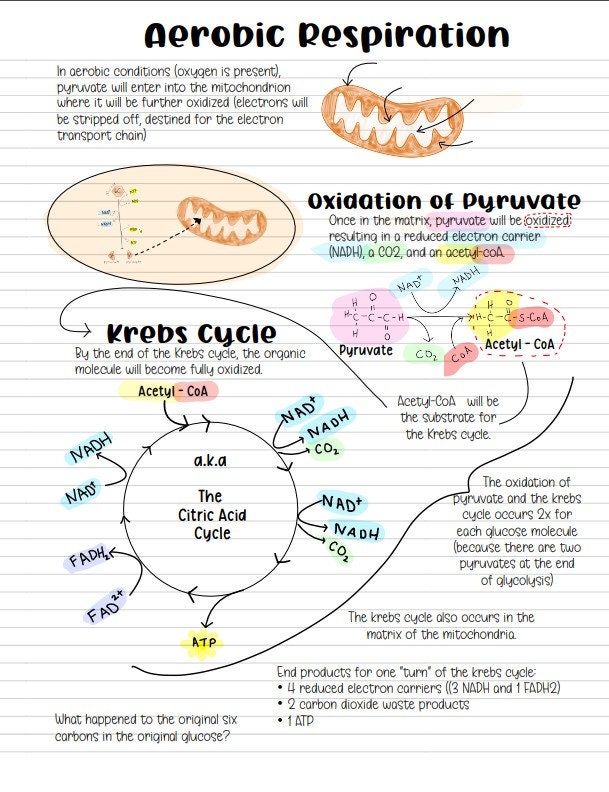 AP Biology Cellular Respiration Notes (aerobic & Anaerobic Respiration ...
