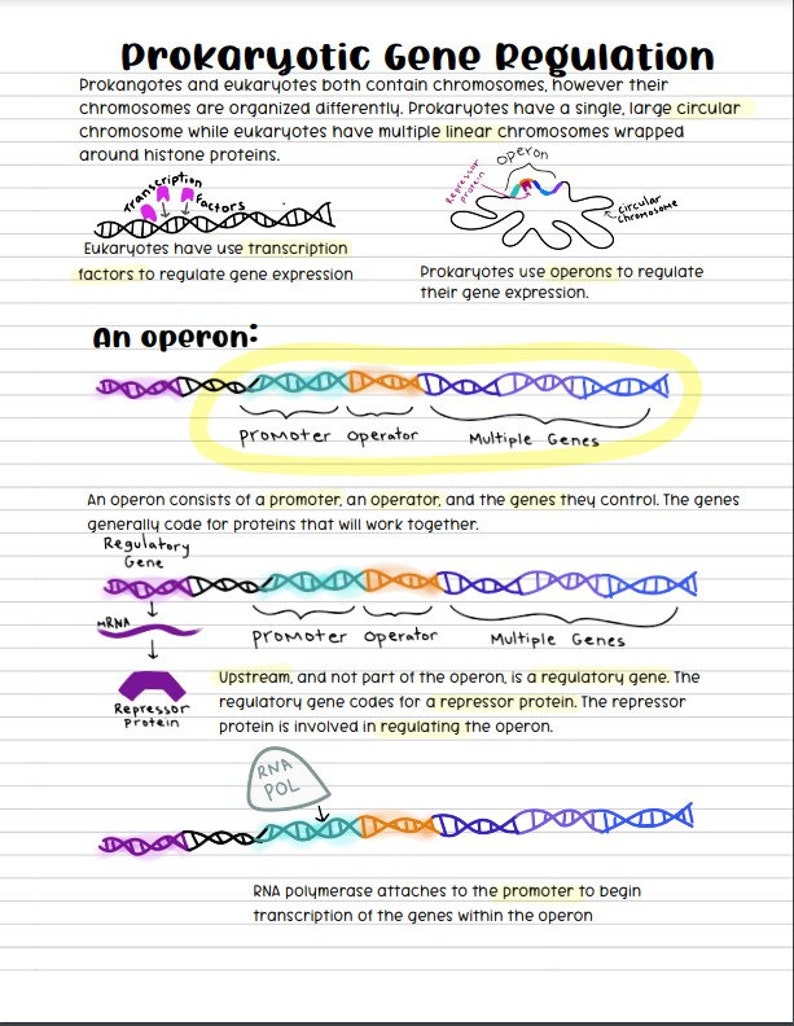 AP Biology Notes Operons (prokaryote Gene Regulation/expression) - Etsy