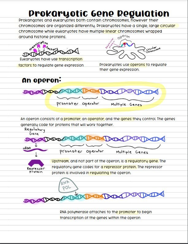 AP Biology Notes Operons (prokaryote Gene Regulation/expression) - Etsy