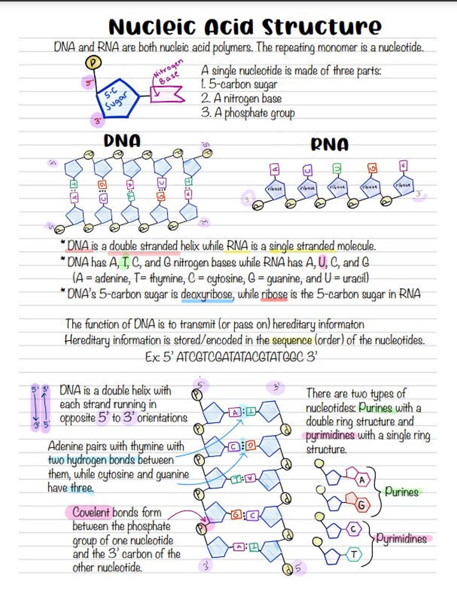 AP Biology DNA Structure and Replication Notes - Etsy