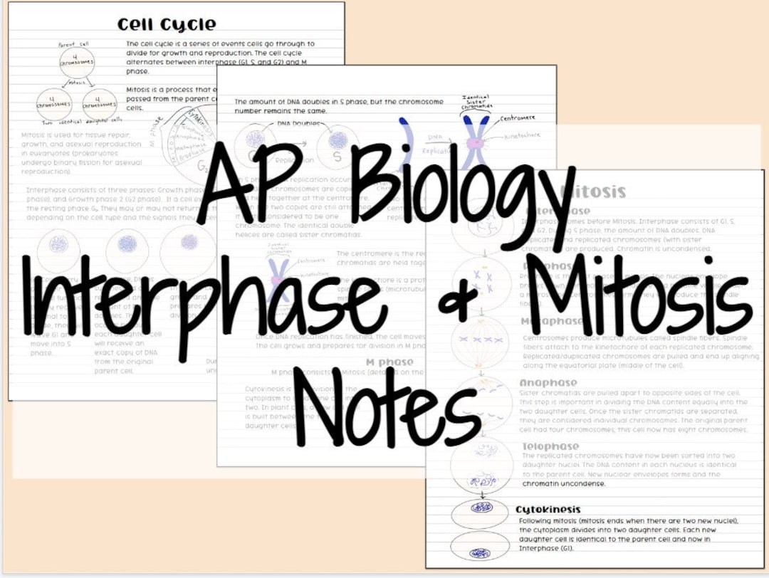 Interphase & Mitosis Notes (AP Biology, General Biology) - Etsy