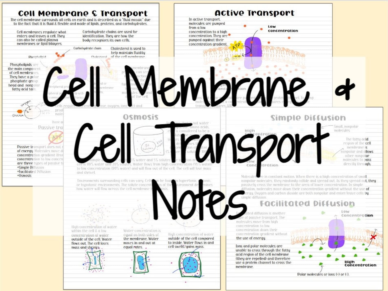 Cell Membrane & Cell Transport Notes (diffusion, Facilitated Diffusion ...