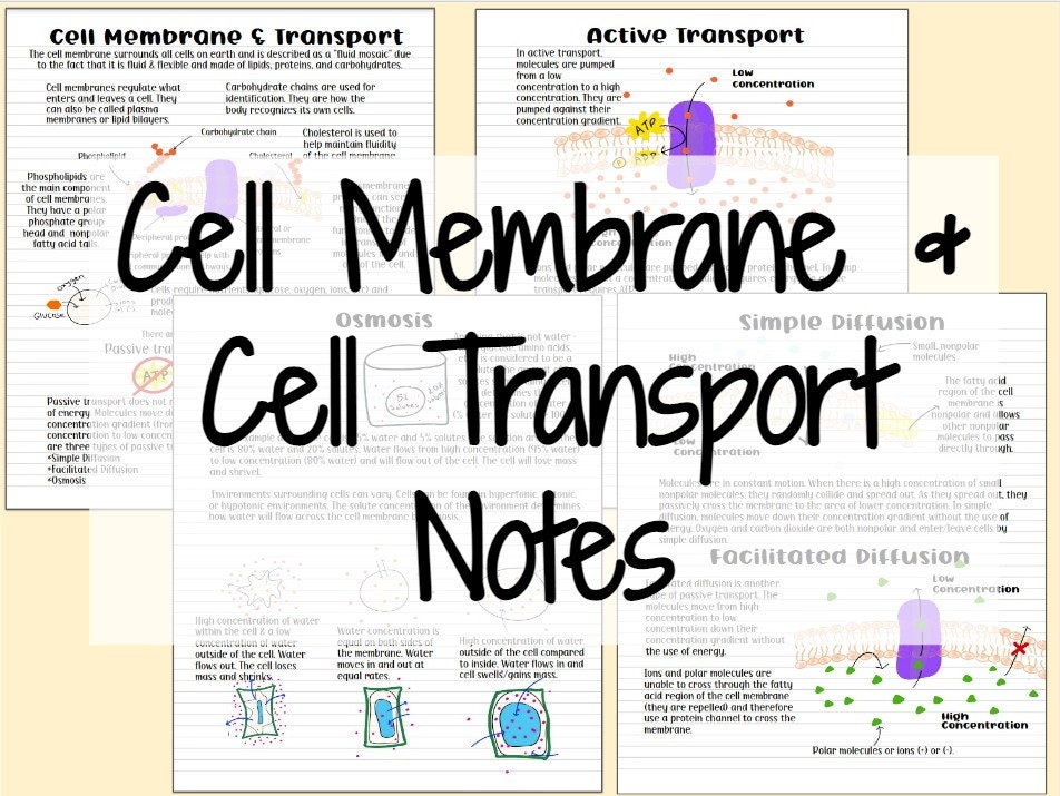 Cell Membrane & Cell Transport Notes (diffusion, Facilitated Diffusion ...