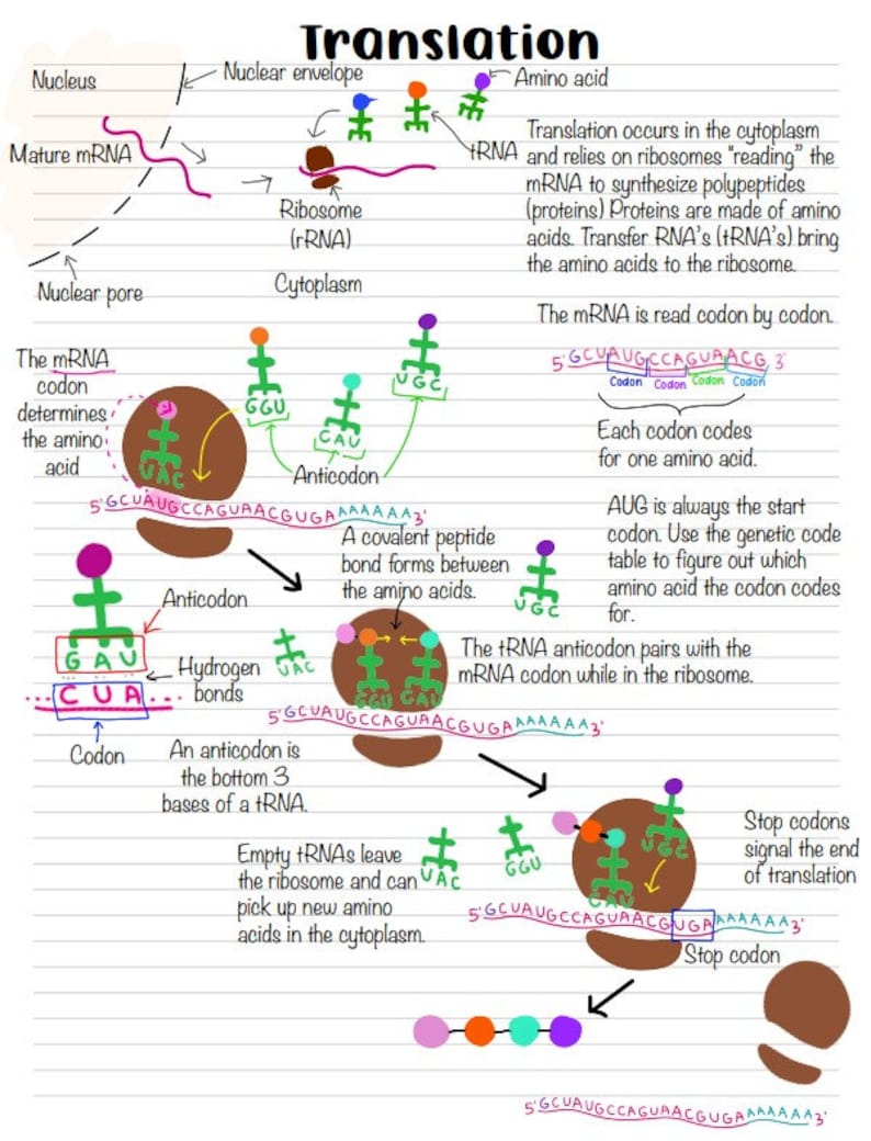 Protein Synthesis Notes (transcription and Translation) - Etsy
