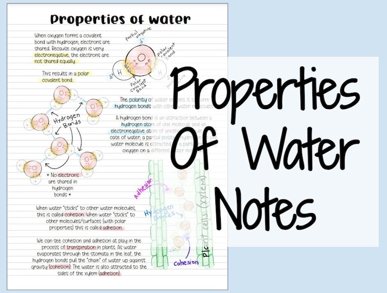 AP Biology Properties of Water Notes - Etsy